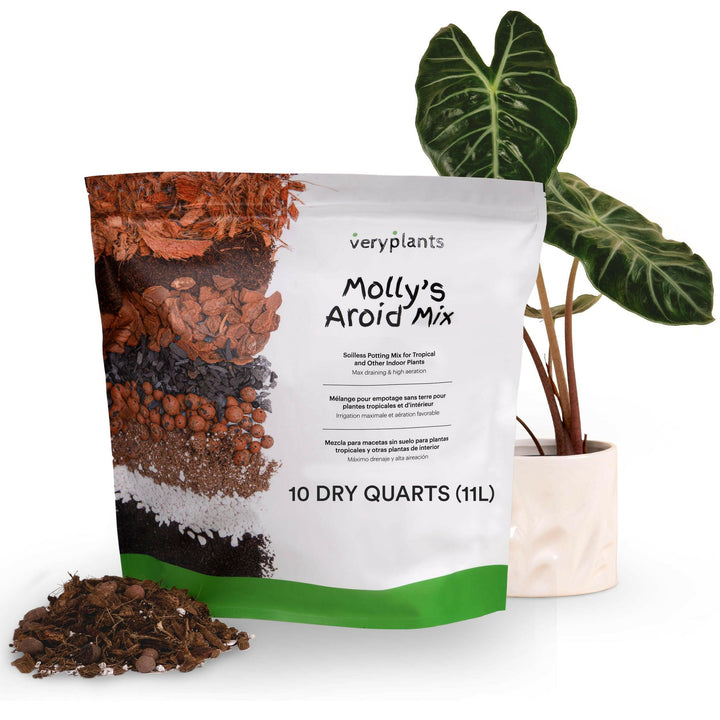 Molly's Premium Soilless Potting Mixes for Indoor Plants, Succulents ...