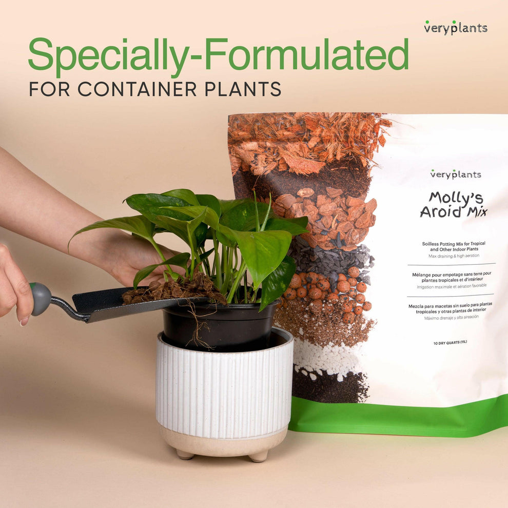 The Ultimate Guide to Tropical Plant Potting Soil - ridesurfboard